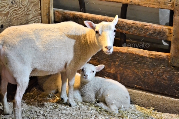 Mother sheep and her baby lamb in a barn stall Stock Photo by maginnislaura