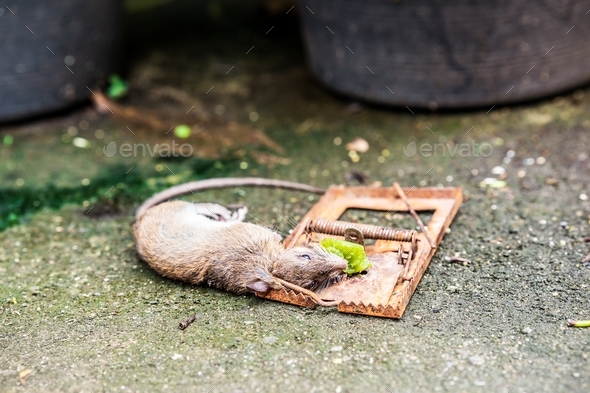 Rat died from being caught in a trap. On the road in front of house ...