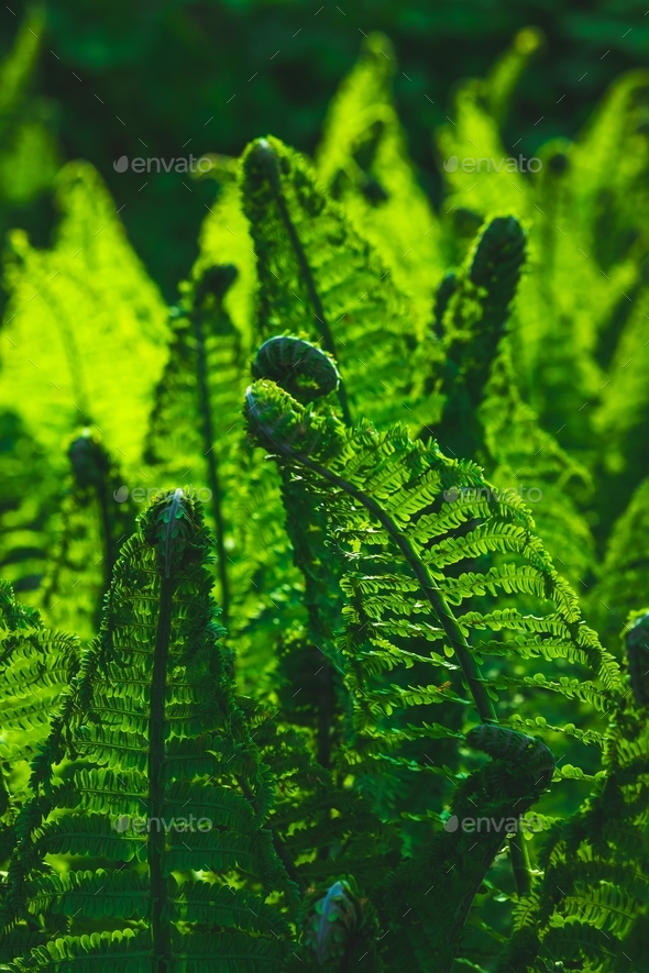 fern in backlight, curl of leaves, forest plants and natural background ...