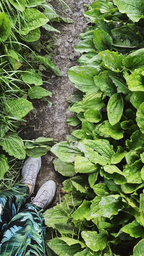 human feet on the background of plantain leaves Stock Photo by yuliia ...