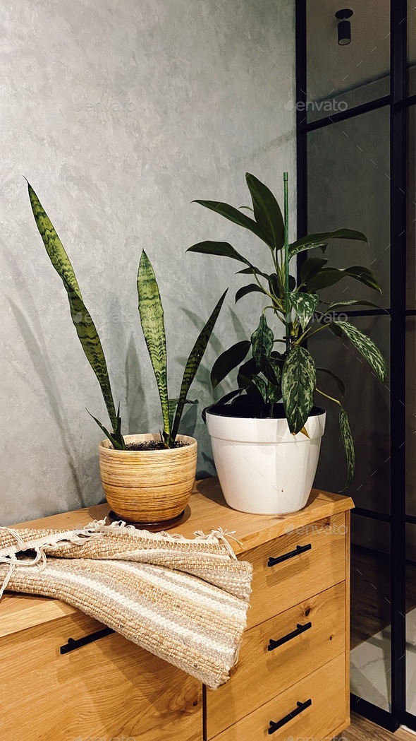 modern loft style design and home plants Stock Photo by yuliia_lisiana