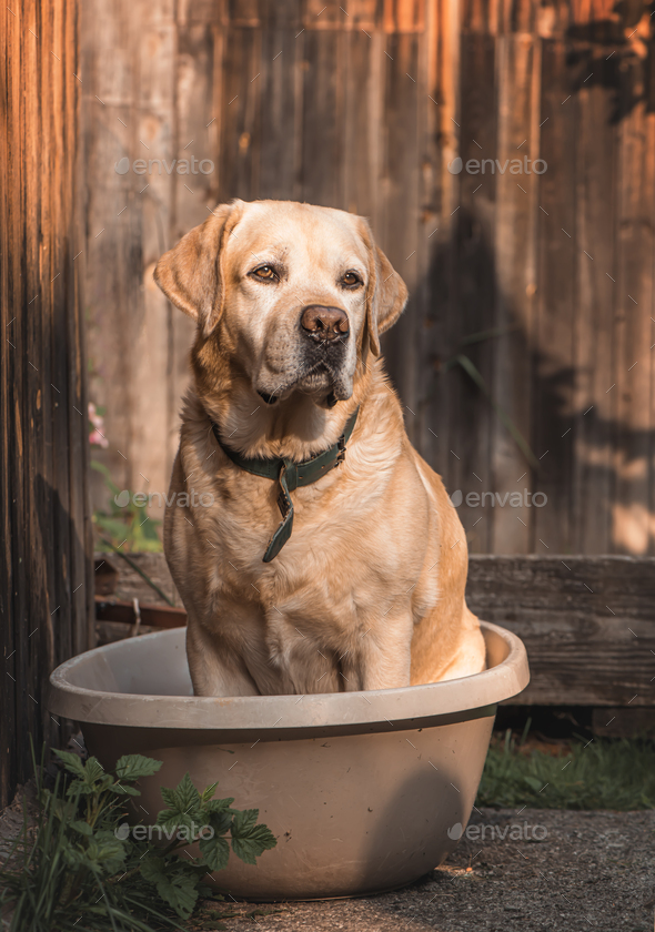 adorable fawn Labrador in a bath of water outdoors Stock Photo by iloli