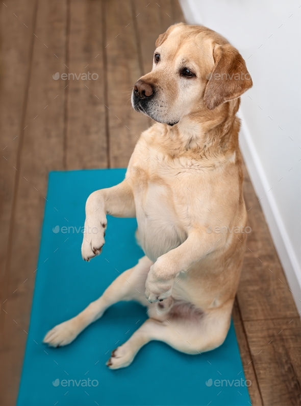 cute white purebred labrador on the fitness mat Stock Photo by iloli