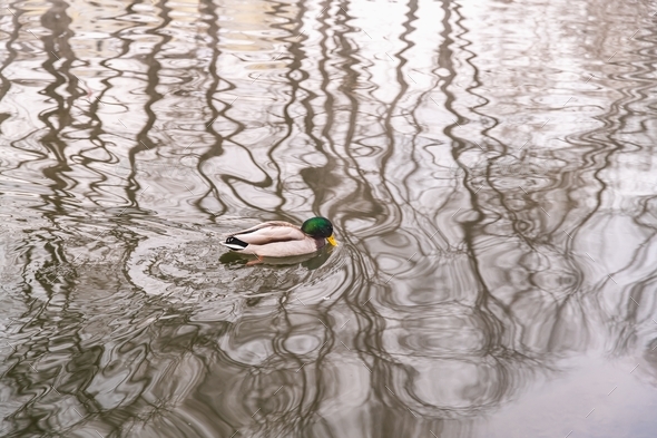 floating spleen on the river in winter Stock Photo by iloli | PhotoDune