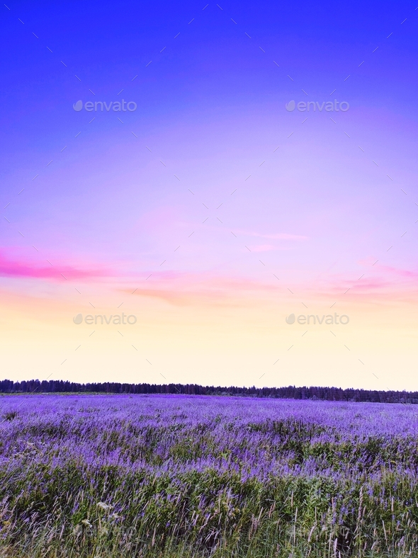 Purple flowers field at sunset Stock Photo by aliona2194 | PhotoDune