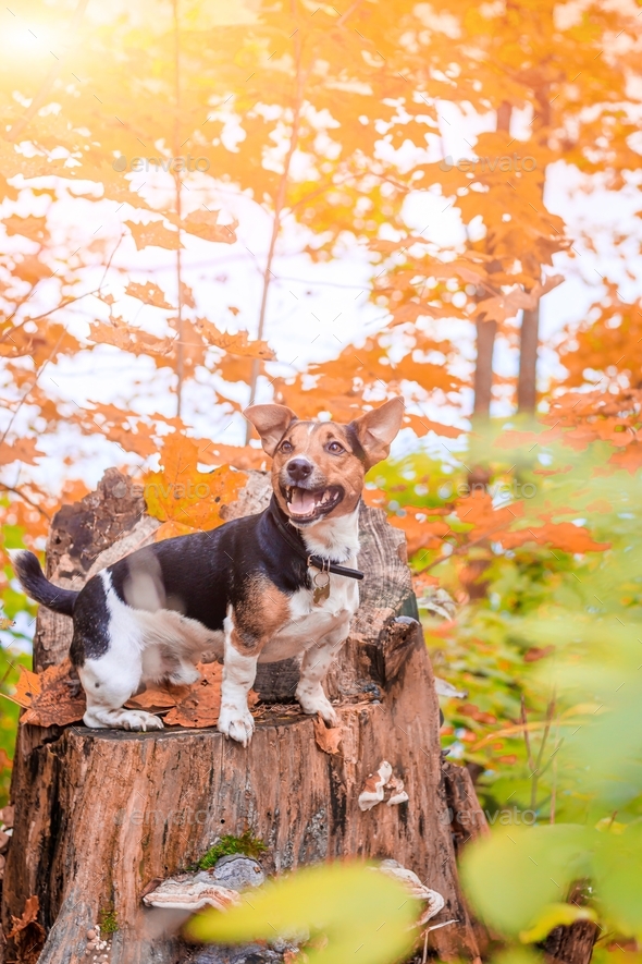 Jack Russell dog sitting on a stump Stock Photo by aliona2194 | PhotoDune