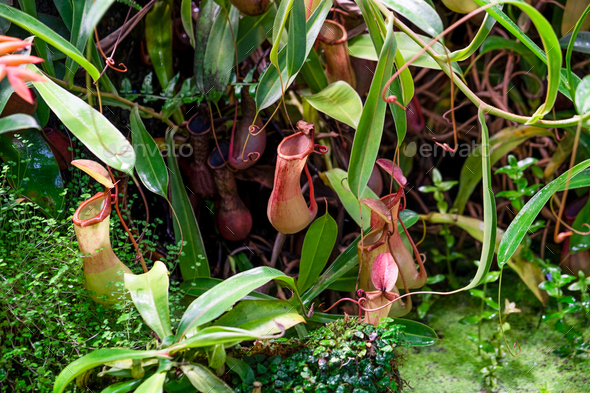 plants are predators. Insect Catcher Plant Botanical Garden. unusual ...
