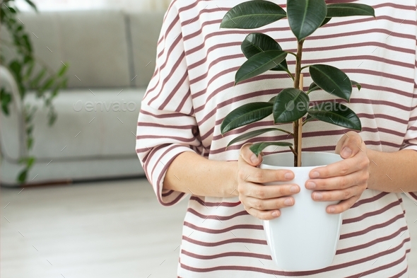 Sweet home. Unrecognisable woman hold Pottered plant ficus elastica ...
