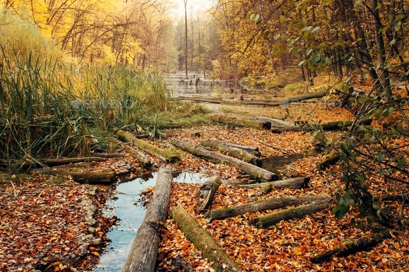 Consequences of deforestation around river in Autumn color Stock Photo ...