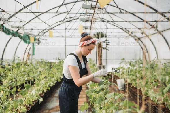 Female agriculture expert tying plant with string at greenhouse Stock ...