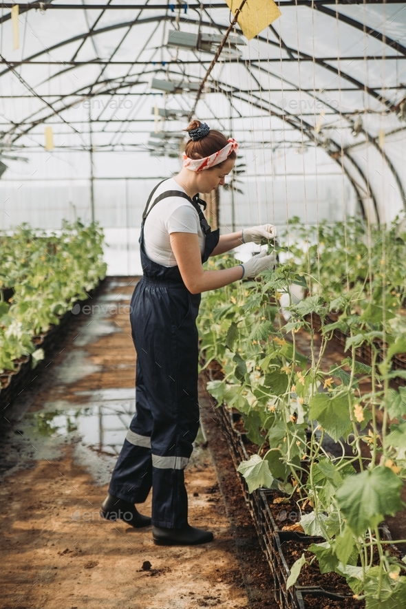 Female agriculture expert tying plant with string at greenhouse Stock ...