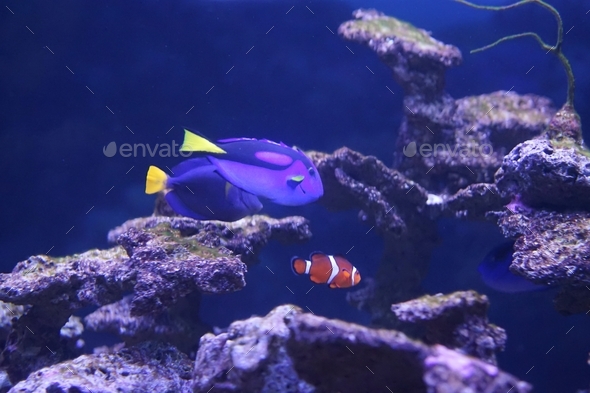 Nemo fish. Amphiprion Home coral reef aquarium wildlife, ocean, fish ...