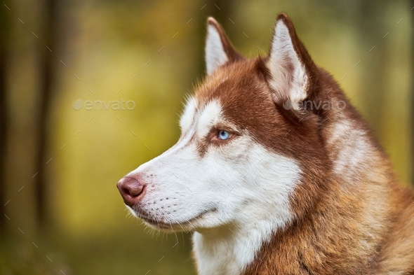 Siberian Husky dog portrait close up, Siberian Husky face side view ...