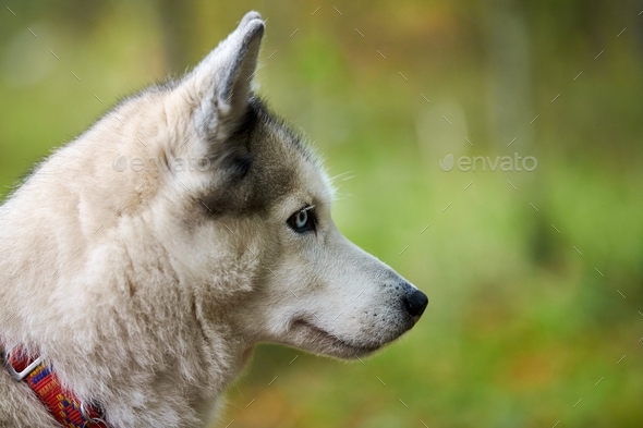 Siberian Husky portrait close up, Siberian Husky face side view, Husky ...