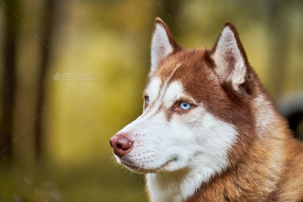 Siberian Husky dog portrait close up, Siberian Husky face side view ...