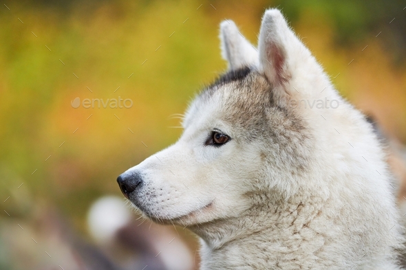 Siberian Husky portrait close up, Siberian Husky face side view, Husky ...