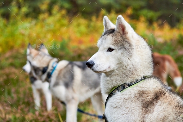 Purebred Siberian Husky portrait, Siberian Husky side view, Husky dogs ...
