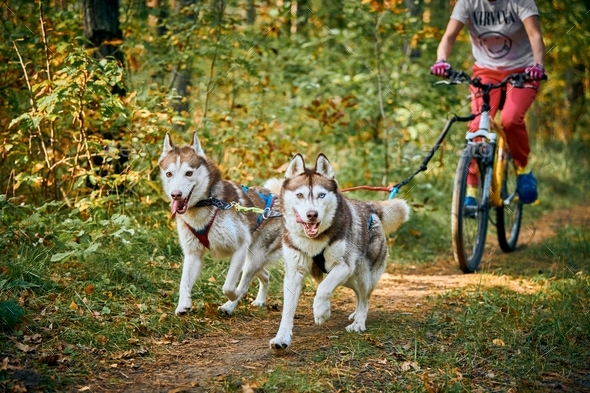 Bikejoring sled dogs mushing race, fast Siberian Husky sled dogs ...