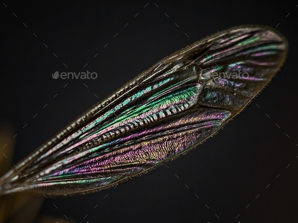 Iridescent wing of insect, mosquito, close, close-up. Stock Photo by ...