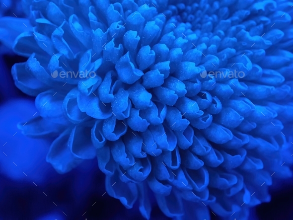 Natural background of blue flowers. The texture of the petals. Plant ...