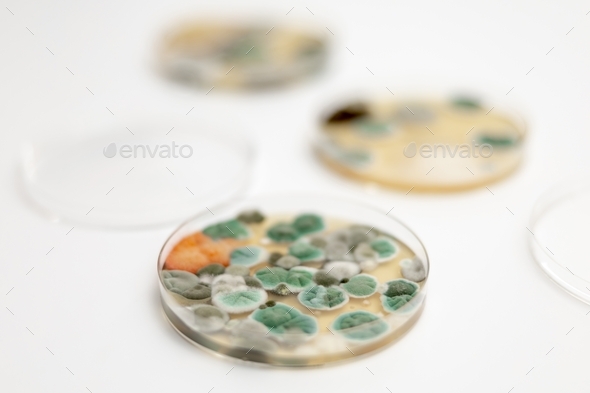 Mould samples on white background. A petri dish with colonies of ...