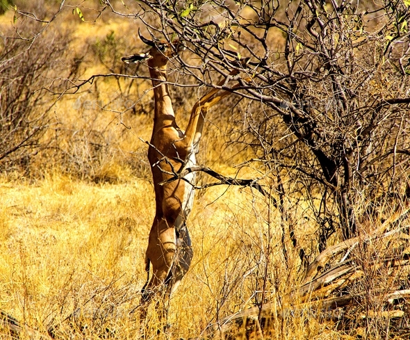 Generuk gazelle eating in a tree, Kenya, Samburu, africa Stock Photo by ...