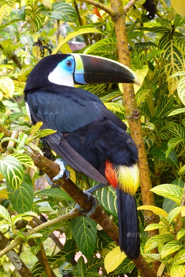 Toucan in the jungle amazonian in peru with trees at the background ...