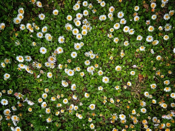 Simple spring daisy background Stock Photo by dabobabo | PhotoDune
