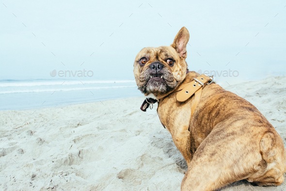 Huh? Missing ear - not photoshopped Stock Photo by nikmock | PhotoDune