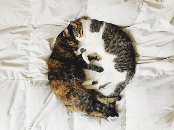 Cat naps Stock Photo by nikmock | PhotoDune