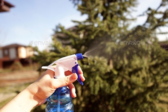 Spraying a tree with a chemical mixture spray Stock Photo by chetverinka