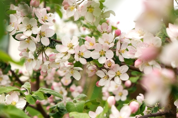 Apple tree is in a full bloom in spring Stock Photo by chetverinka