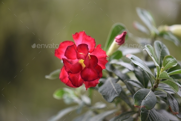 Close-up view of red desert rose flower (adenium obesum) in natural ...