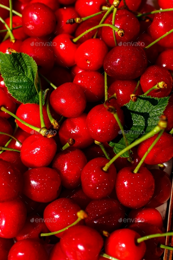 Defocus close-up group of dark red wet sweet cherries with tail and ...
