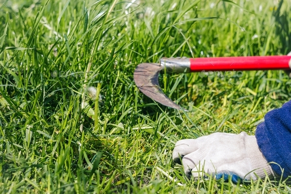 scythe with green grass. Close-up farmer sharpening his scythe for ...
