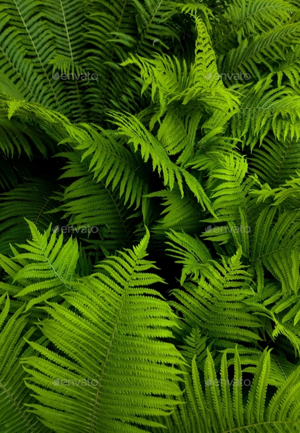 Green wild forest fern leaves. Summer wallpaper, juicy colours. Stock ...