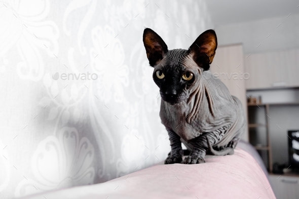 A grey sphynx cat sitting on a couch. Taking care concept and loving ...