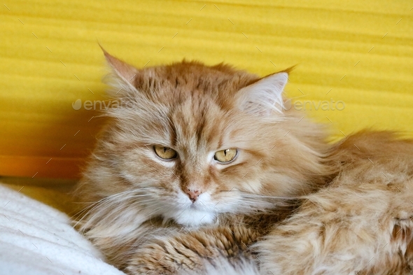 Ginger fluffy cat relaxing at home Stock Photo by catsofnishava | PhotoDune
