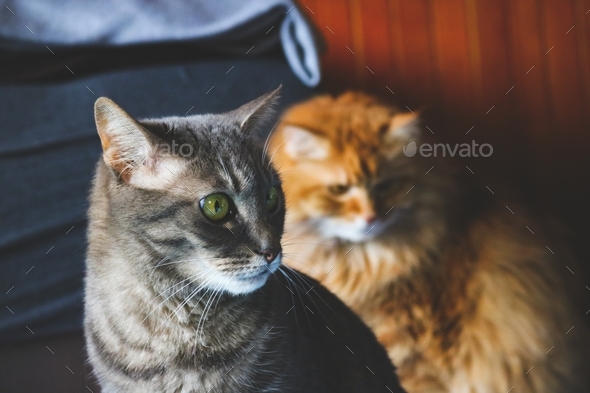 Tabby and ginger cat at home Stock Photo by catsofnishava | PhotoDune