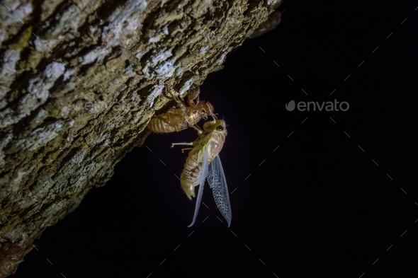 A cicada molting process. Cicada metamorphosis molt. Stock Photo by kckate16