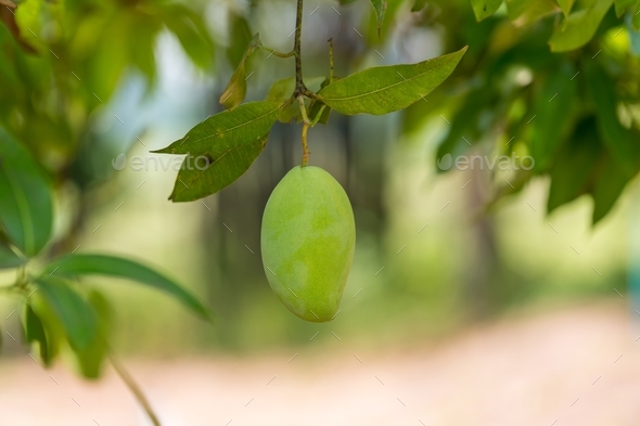 Green mango hanging, mango field, mango farm. Agricultural concept ...