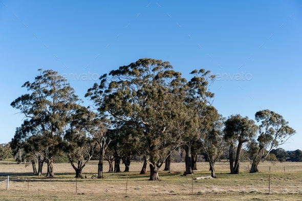 bush land gum tree landscape in country Australia, outback of Australia ...