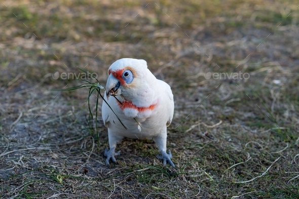 close up of a white Corella bird with blue eyes and a pale rose-pink ...