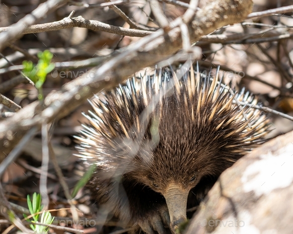 Echidna digging a hole & chasing ants to eat Stock Photo by emneemsphotos