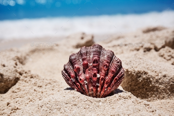 Red shell on sandy beach in Cancun, Mexico Stock Photo by ...
