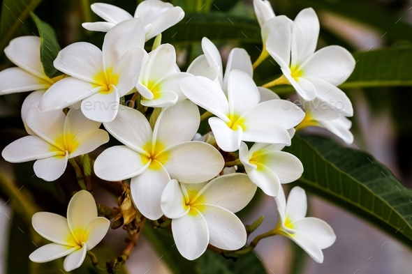 White Plumeria flowers, tropical plant in Cancun, Mexico Stock Photo by ...