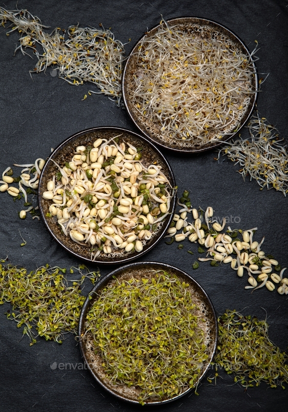 mini bean sprouts, alfalfa sprouts, broccoli sprouts in plates on black ...