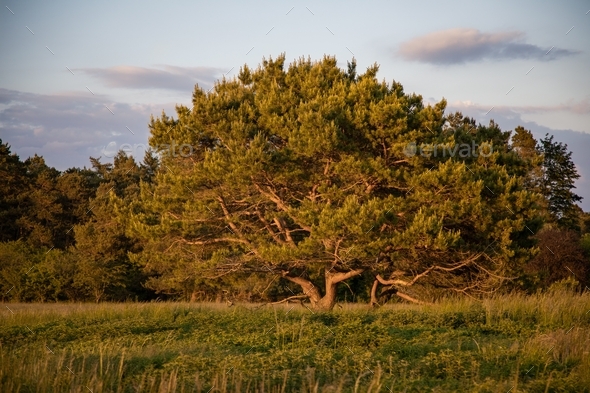 sprawling tree at sunset, forest and beautiful sky Stock Photo by ammarant