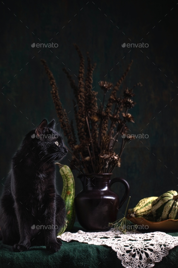 Still life with dried flowers and a black cat Stock Photo by ammarant