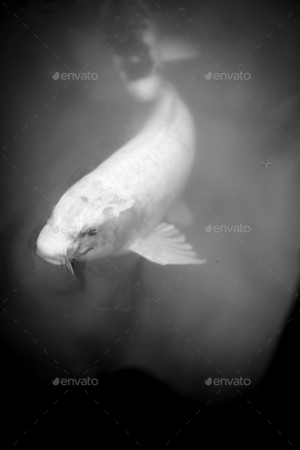 Golden Carp Stock Photo by naokawa | PhotoDune